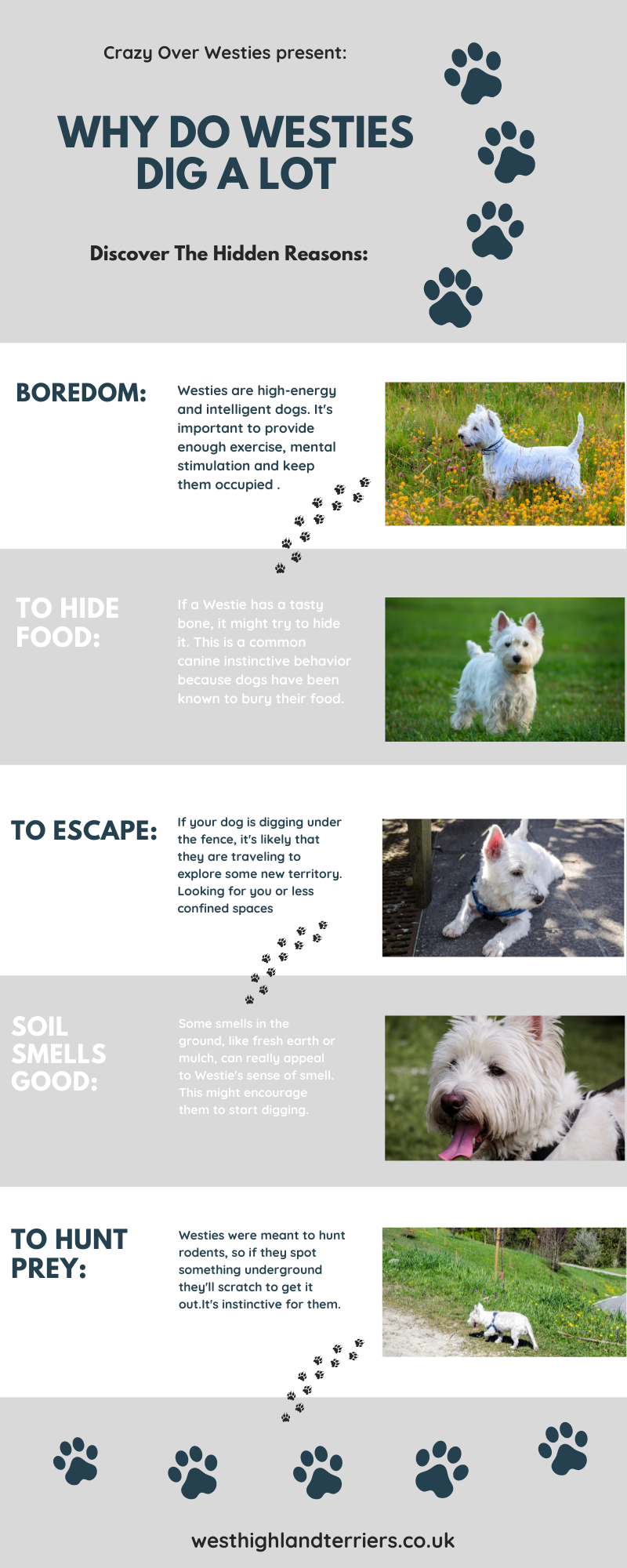 Why Do Westies Dig? | ( Infographic Included)